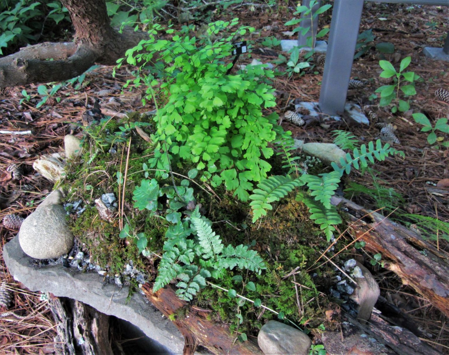 Unraveling the Mystery of Growing Ferns from Spores - JCCWilliamsburg ...