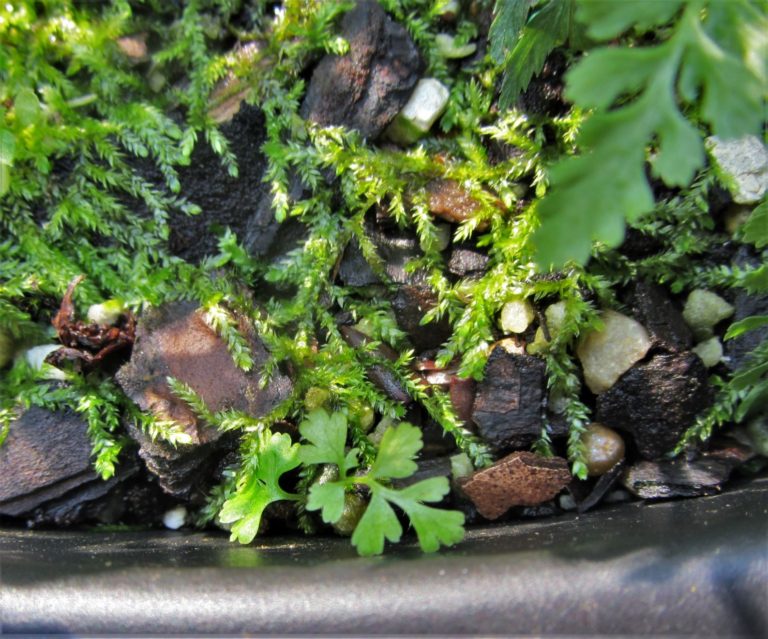 Unraveling the Mystery of Growing Ferns from Spores - JCCWilliamsburg ...