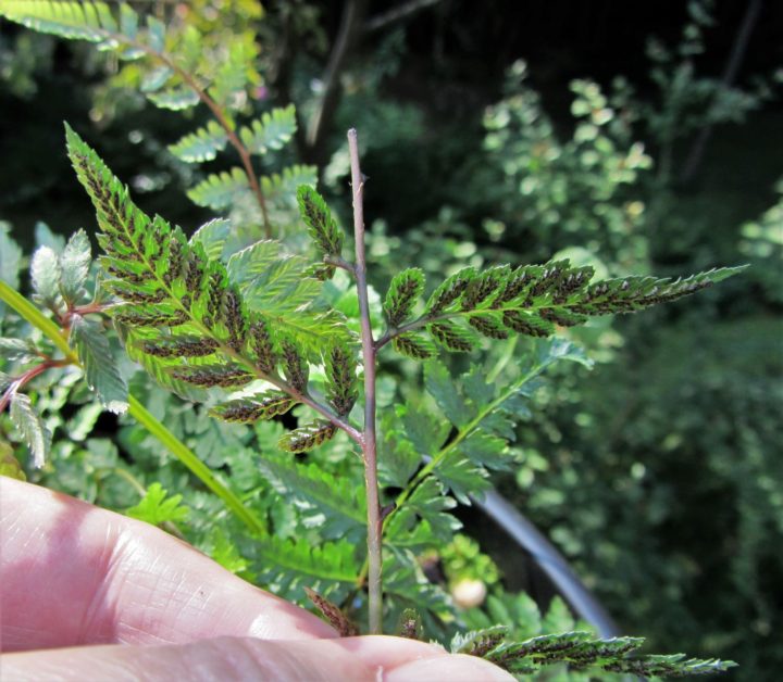 Unraveling the Mystery of Growing Ferns from Spores - JCCWilliamsburg ...