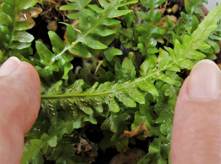 Unraveling the Mystery of Growing Ferns from Spores - JCCWilliamsburg ...