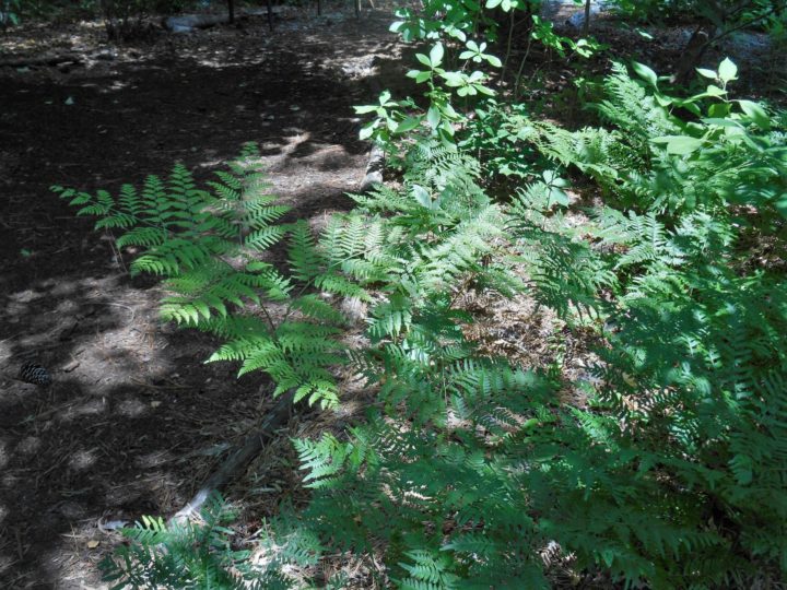 Part 2: PNV: Potential Natural (Native) Vegetation - JCCWilliamsburg ...
