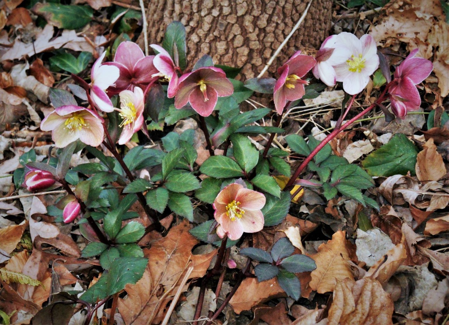 Hellebores: Winter Flowers for Pollinators - JCCWilliamsburg Master ...