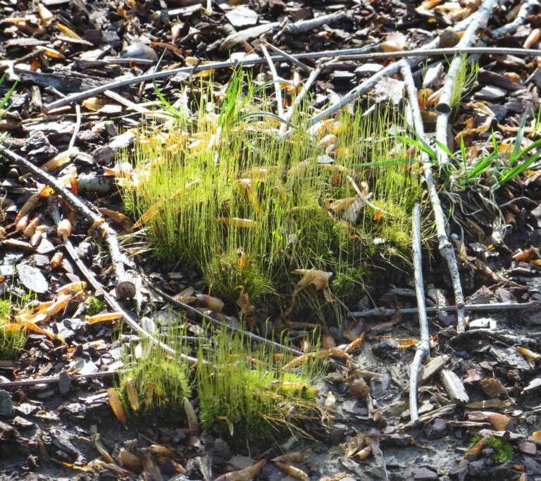 Cultivating Moss Part 2: Propagation Methods - JCCWilliamsburg Master ...