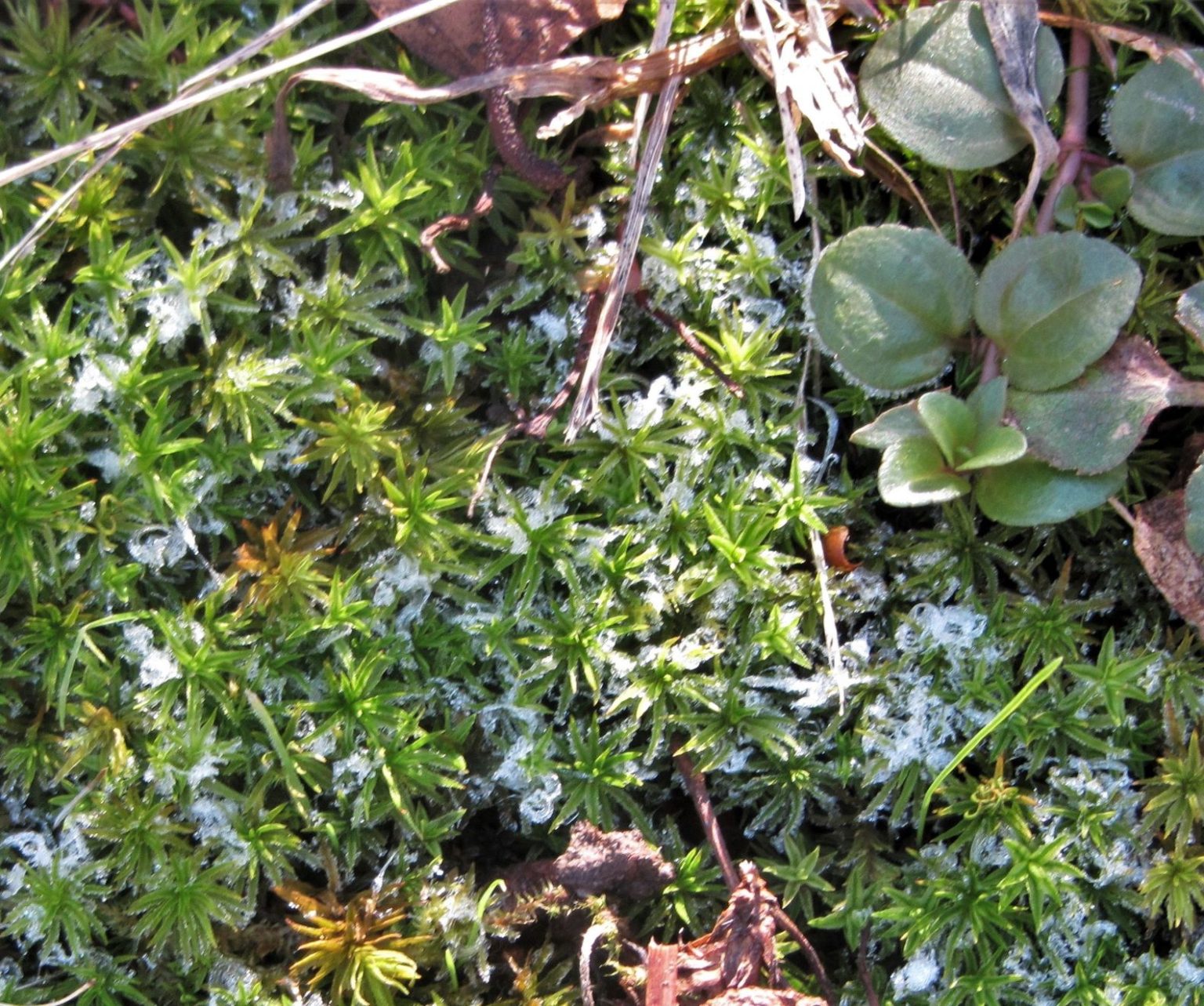 Cultivating Moss Part 1: Native Mosses in the Garden - JCCWilliamsburg ...