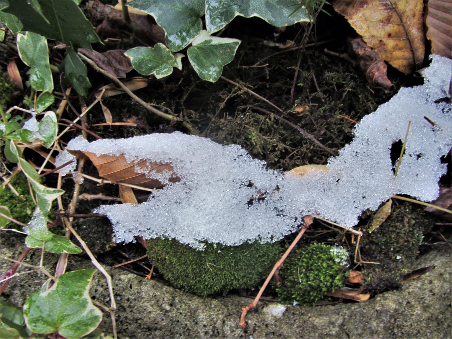 Cultivating Moss Part 1: Native Mosses in the Garden - JCCWilliamsburg ...
