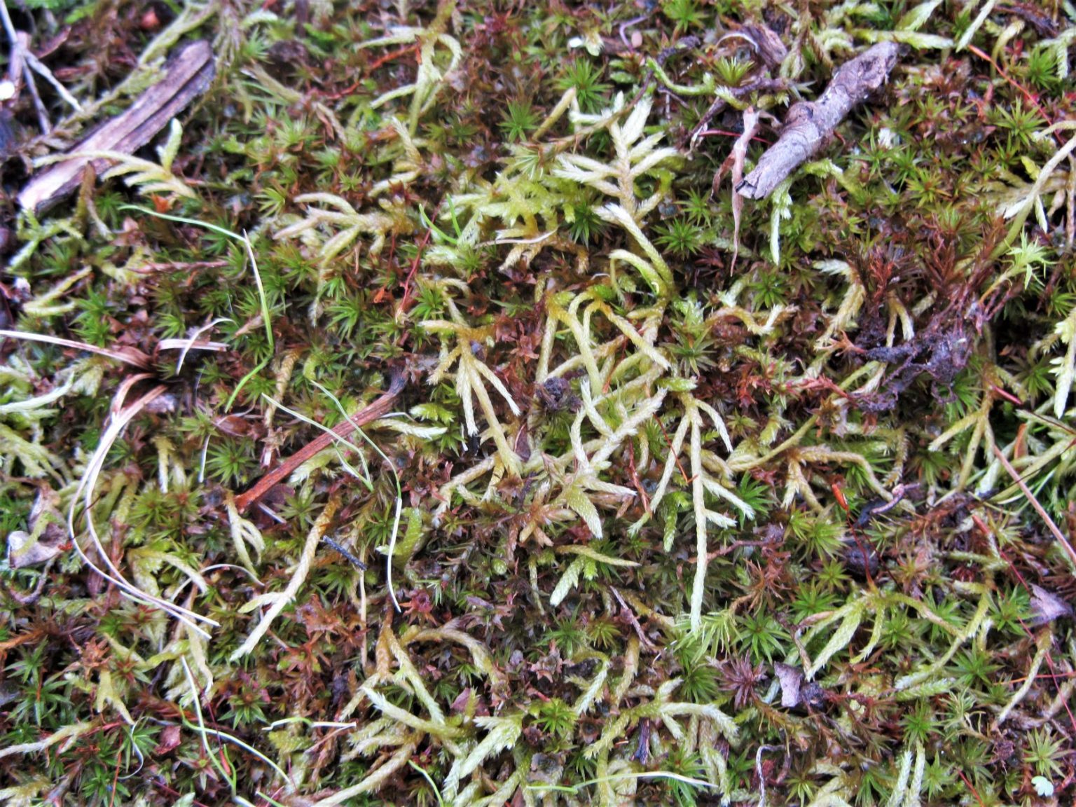 Cultivating Moss Part 2: Propagation Methods - JCCWilliamsburg Master ...