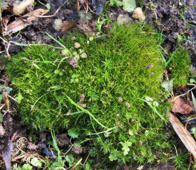 Cultivating Moss Part 2: Propagation Methods - JCCWilliamsburg Master ...