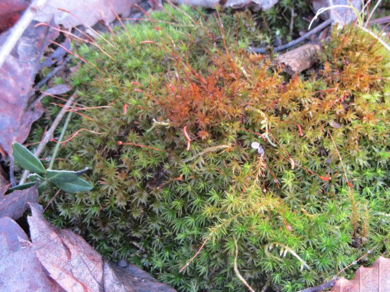 Cultivating Moss Part 2: Propagation Methods - JCCWilliamsburg Master ...