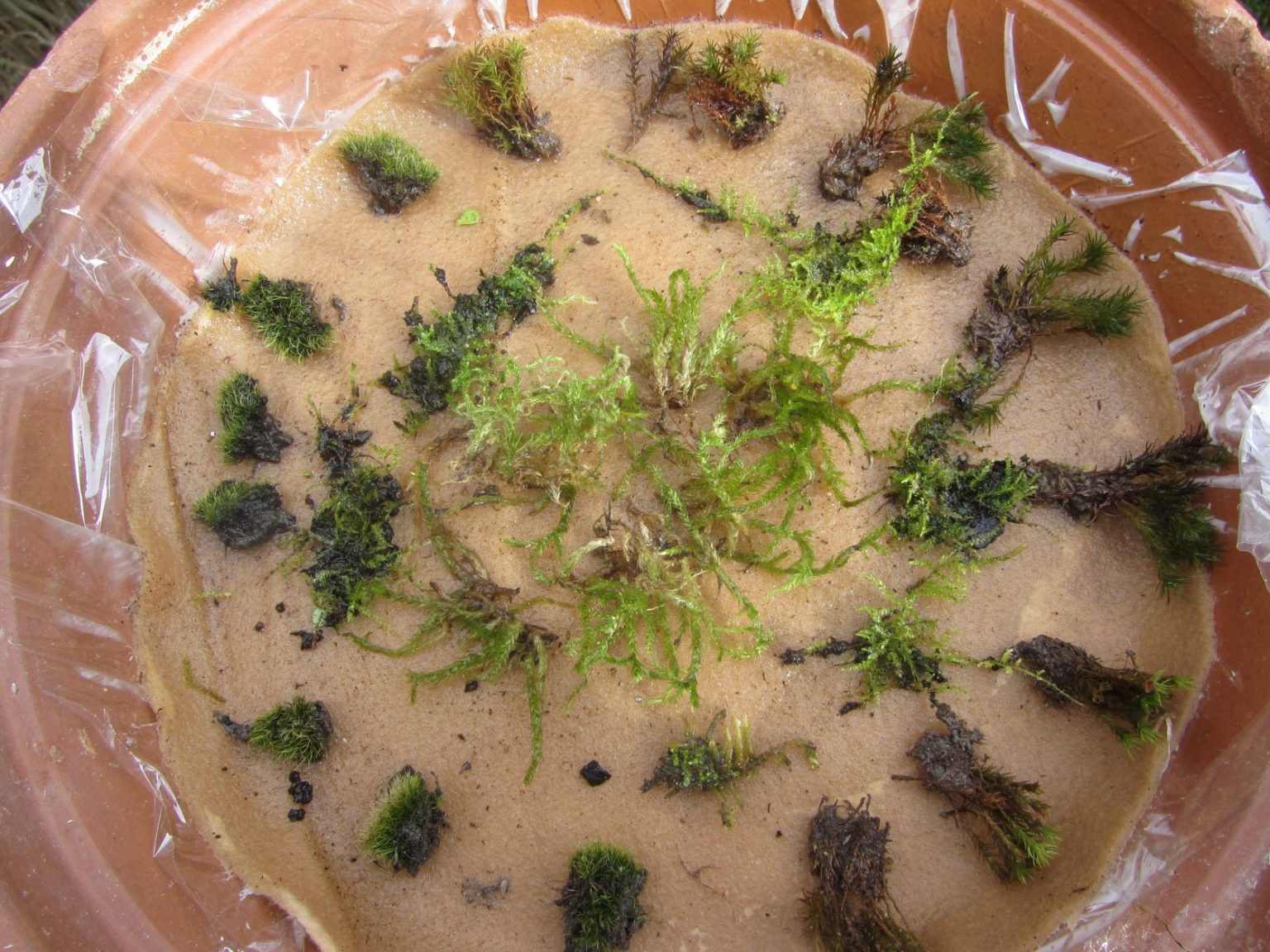 Cultivating Moss Part 2: Propagation Methods - JCCWilliamsburg Master ...
