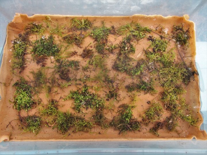 Cultivating Moss Part 2: Propagation Methods - JCCWilliamsburg Master ...