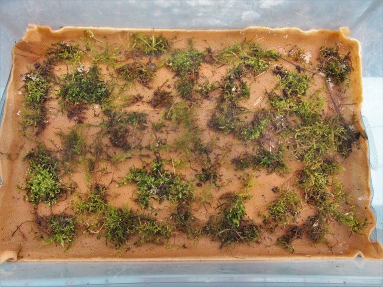 Cultivating Moss Part 2: Propagation Methods - JCCWilliamsburg Master ...