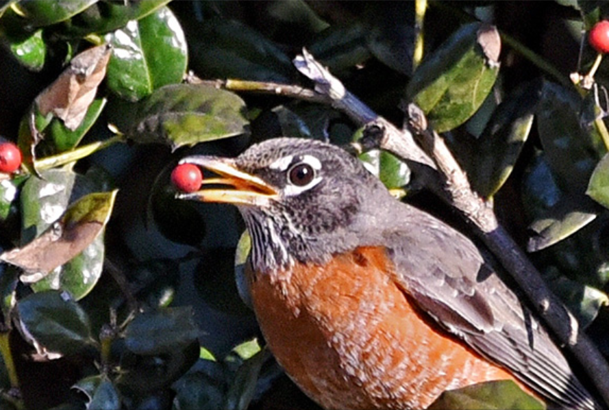 Are Robins the First Sign of Spring? - JCCWilliamsburg Master Gardener ...