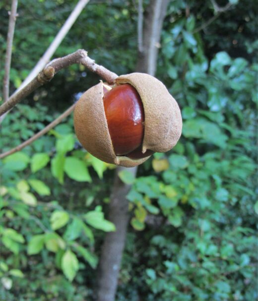 Growing Indigenous Trees from Seeds - JCCWilliamsburg Master Gardener ...