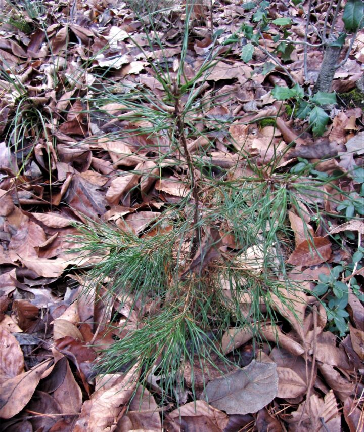 Growing Indigenous Trees from Seeds - JCCWilliamsburg Master Gardener ...