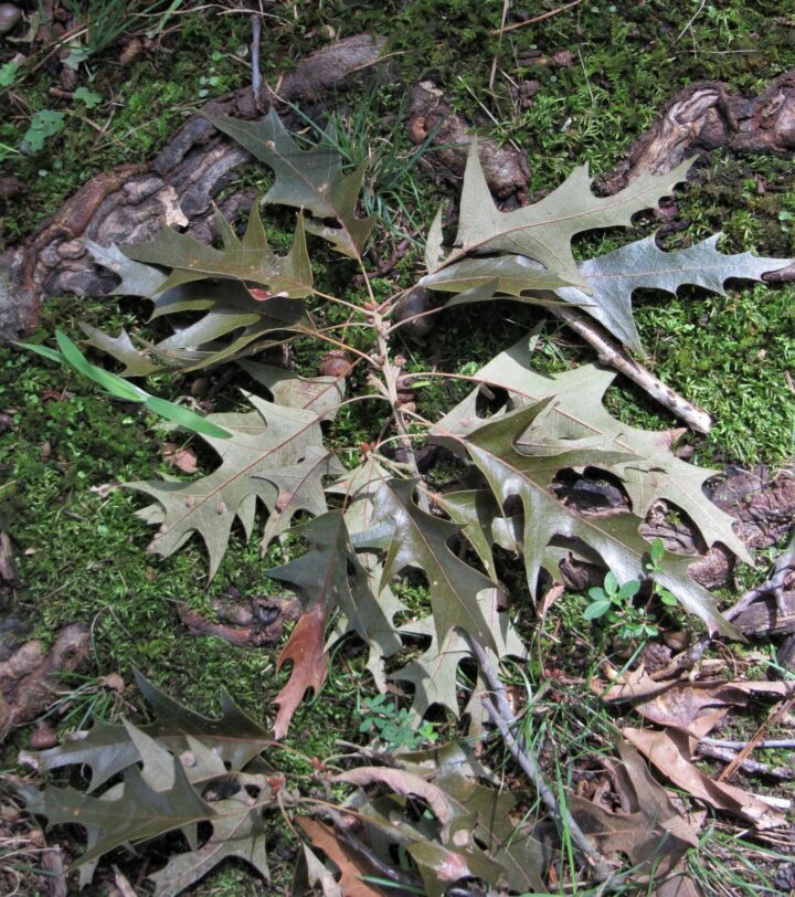 From History and Legends to My Own Front Yard: The Beautiful Oak ...