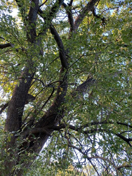 The Peculiar Osage Orange - JCCWilliamsburg Master Gardener Association