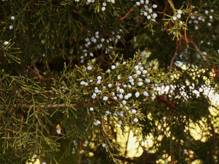 Eastern Red Cedar: An Uncommonly Useful Tree - JCCWilliamsburg Master ...