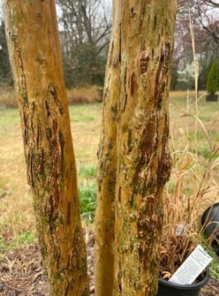 Tales From the Help Desk: Crape Myrtle Bark - JCCWilliamsburg Master ...