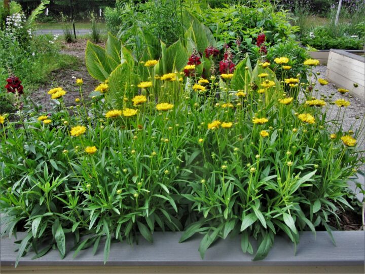 Container Gardening with Native Keystone Plants - JCCWilliamsburg ...