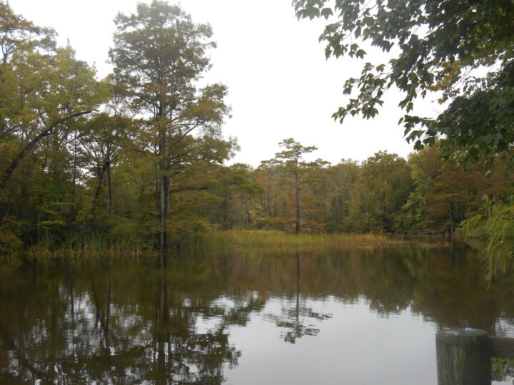 Planting Trees and Other Hacks to Manage Wet Soils - JCCWilliamsburg ...