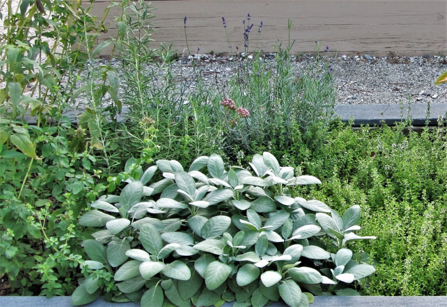 Sage ‘The Savior’ - JCCWilliamsburg Master Gardener Association