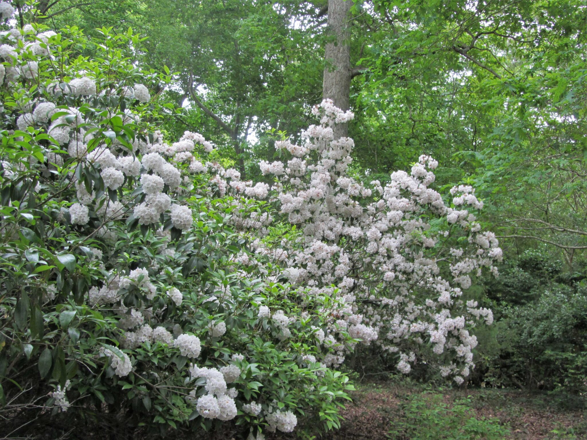 Mountain Laurel, A Native Shrub to Love - JCCWilliamsburg Master ...