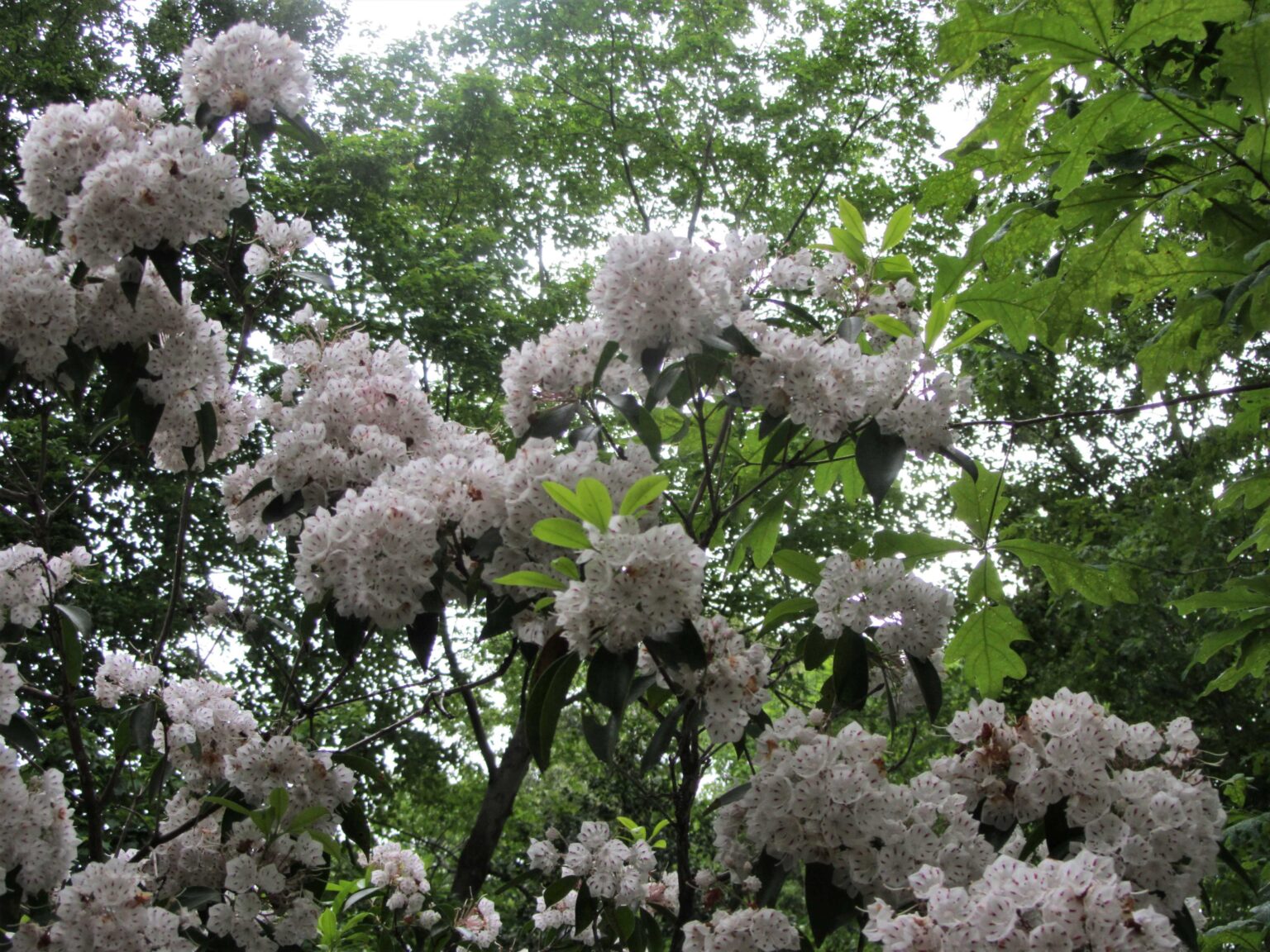 Mountain Laurel, A Native Shrub to Love - JCCWilliamsburg Master ...