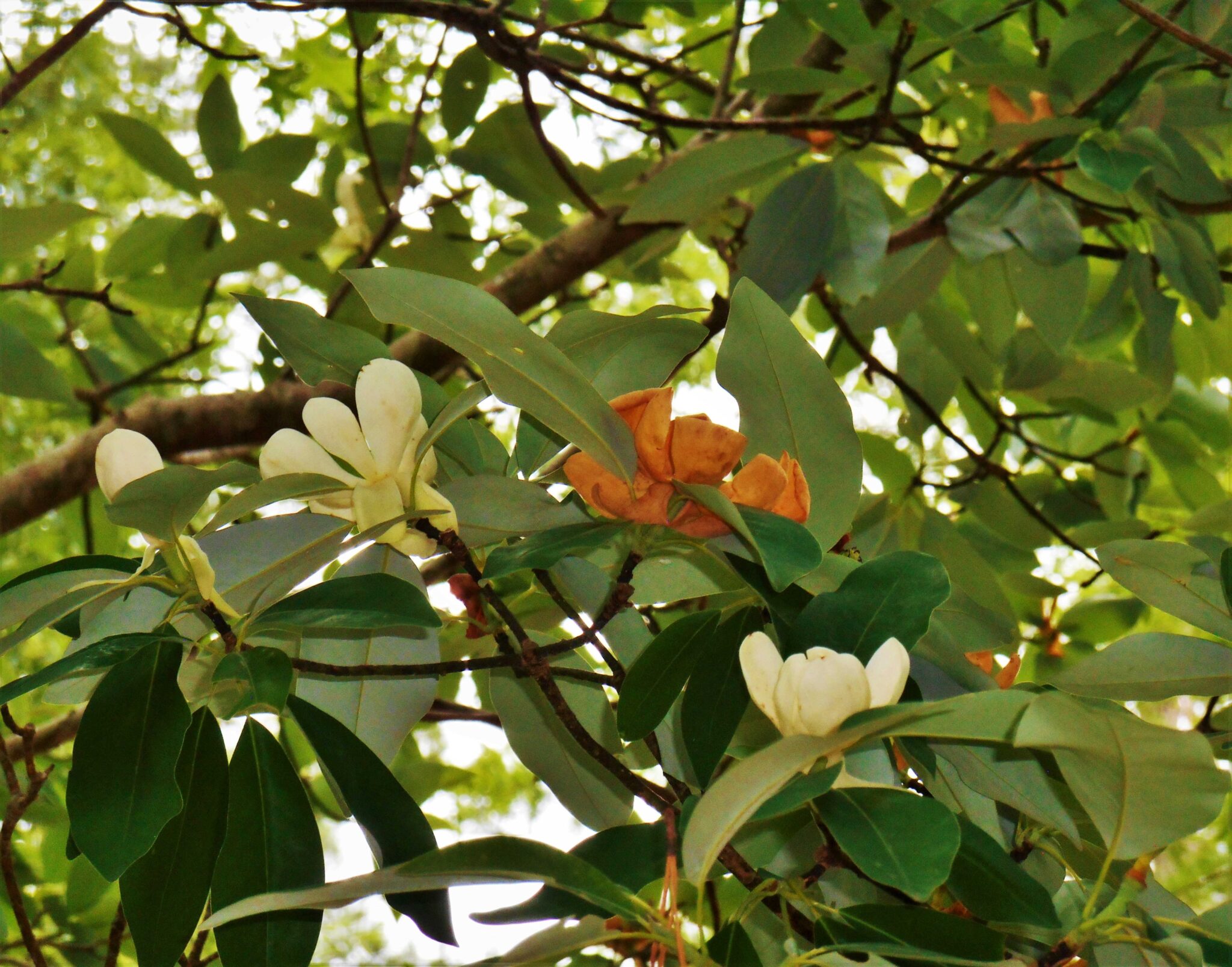 The Regal Southern Magnolia - JCCWilliamsburg Master Gardener Association