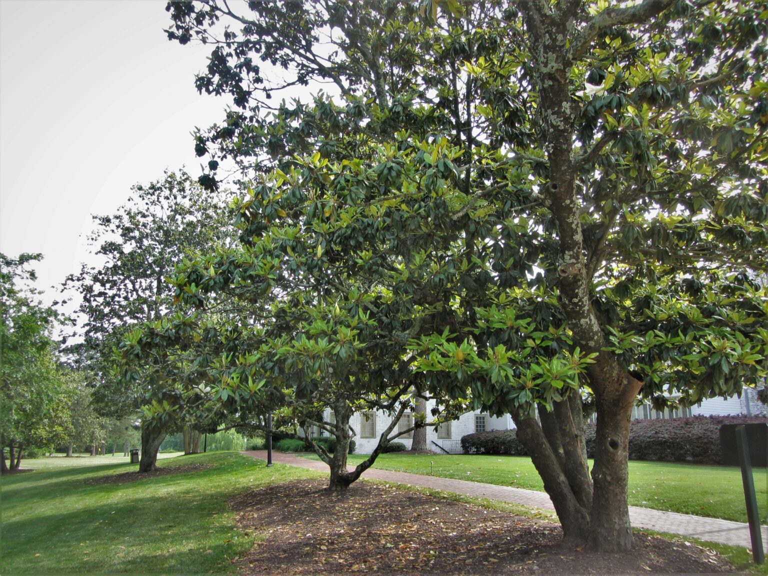 The Regal Southern Magnolia - JCCWilliamsburg Master Gardener Association