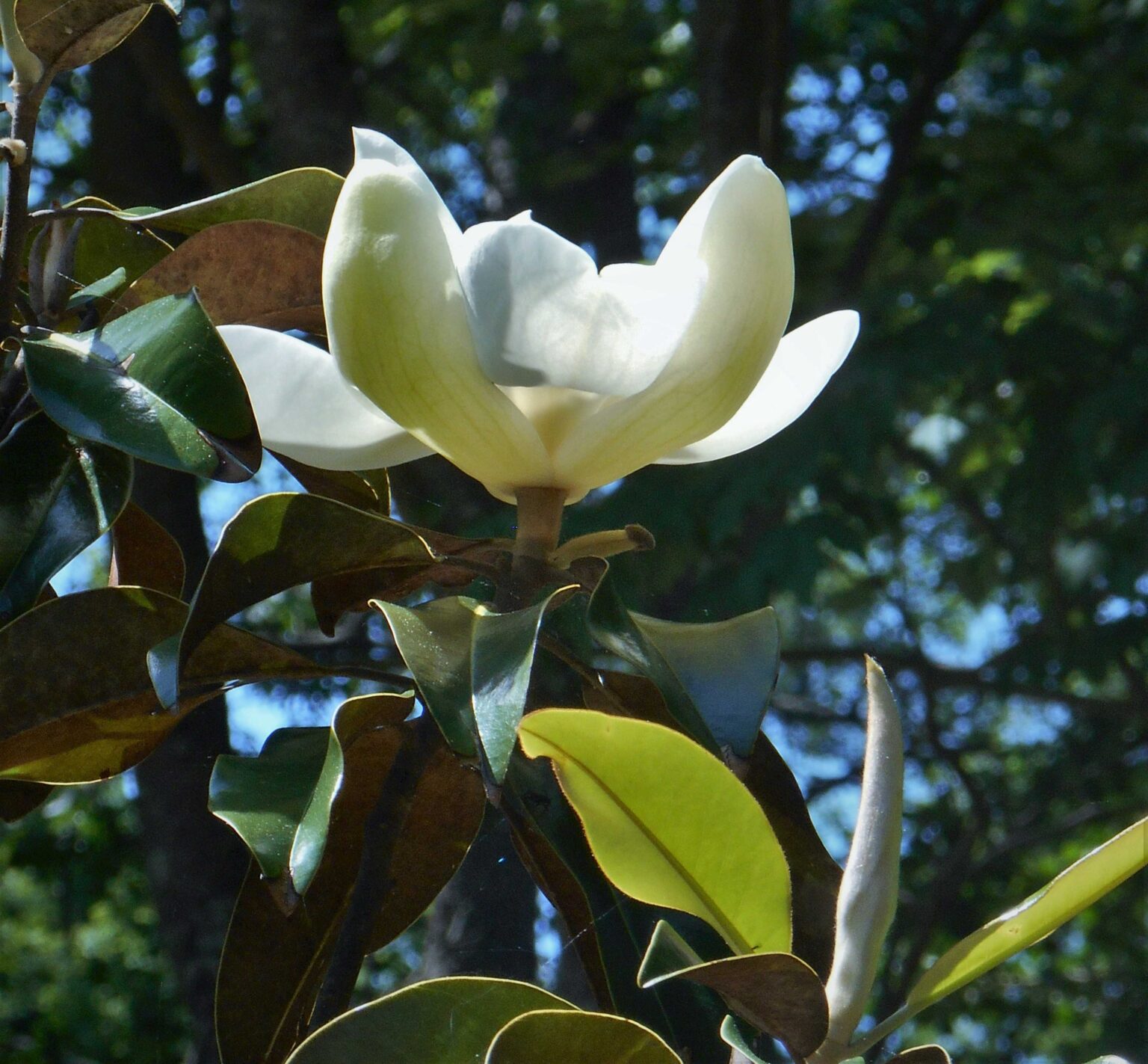 The Regal Southern Magnolia - JCCWilliamsburg Master Gardener Association
