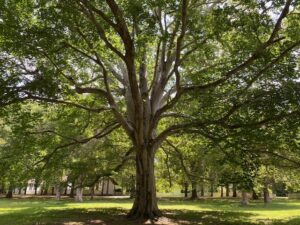 Beech, the Mother Tree, Queen of the Forest - JCCWilliamsburg Master ...