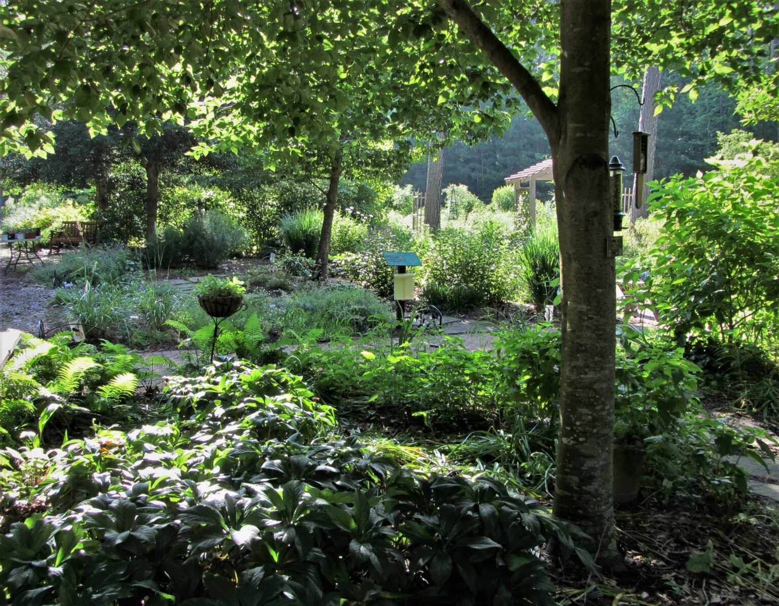 Beech, the Mother Tree, Queen of the Forest - JCCWilliamsburg Master ...