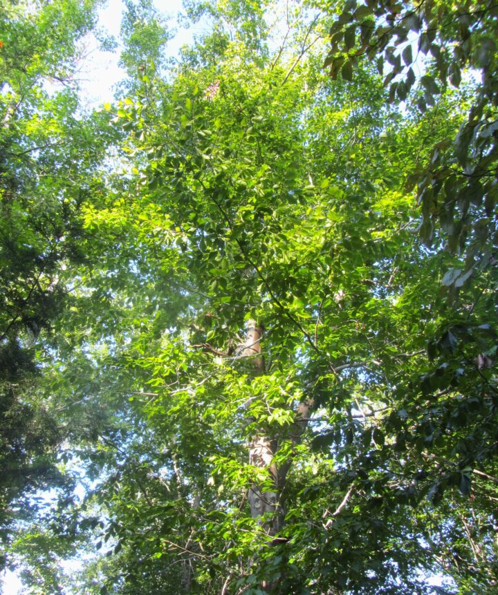 Beech, the Mother Tree, Queen of the Forest - JCCWilliamsburg Master ...